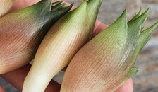 Myoga - Japanese Ginger - Plant - Dutch Wasabi