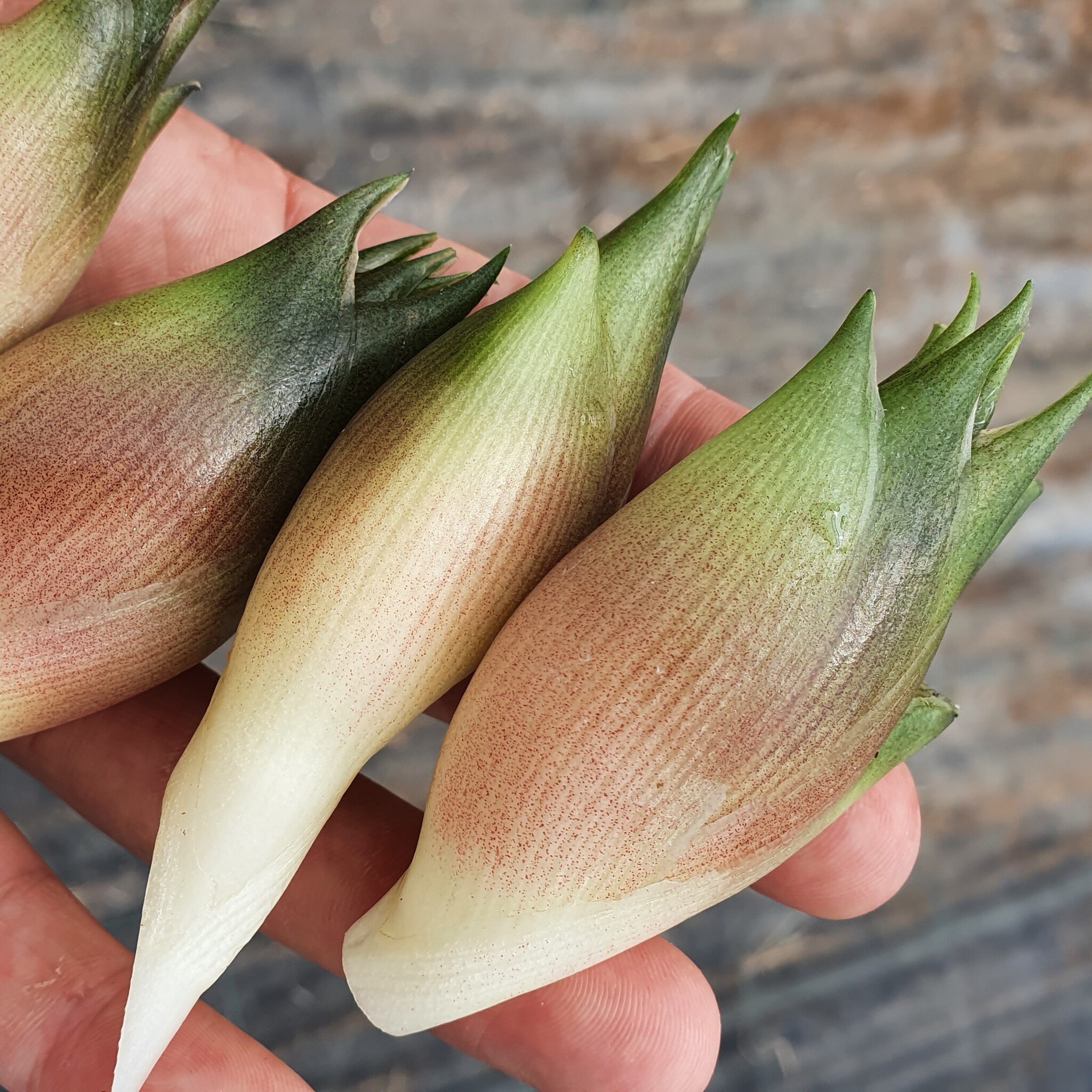 Myoga - Japanese Ginger - Plant - Dutch Wasabi