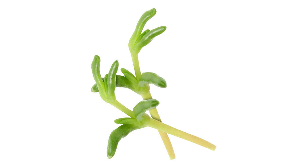 Salty Fingers® 50st - Dutch Wasabi