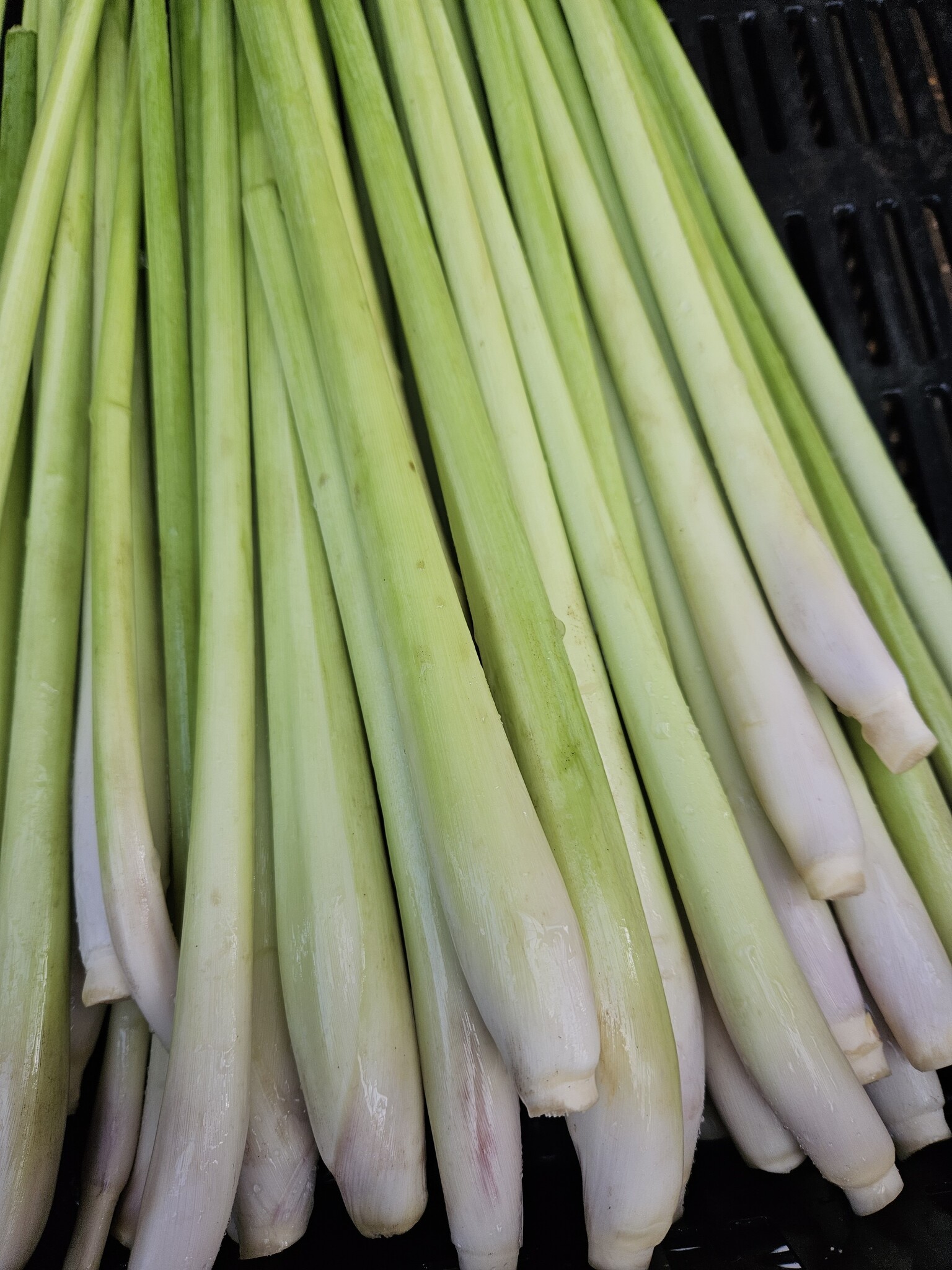 Dutch lemon grass - Dutch Wasabi