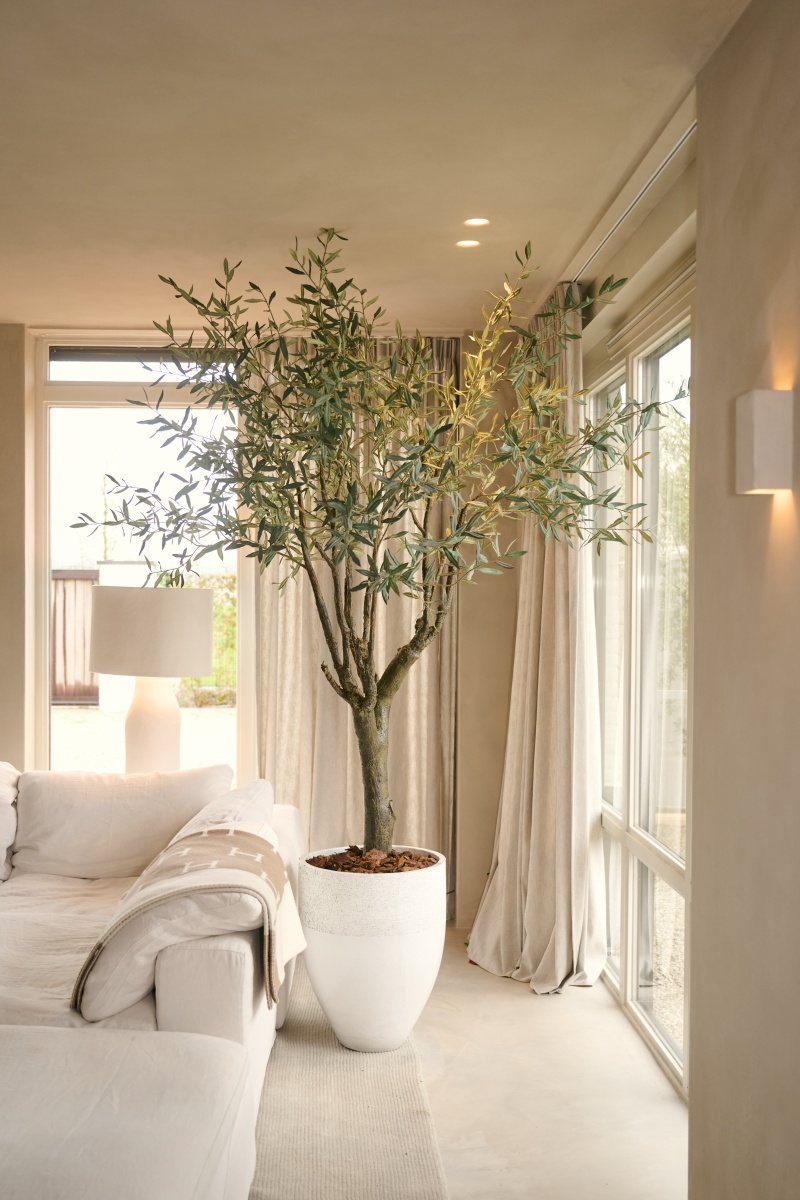 OLIJF BOOM GROEN 198 cm - kleur&geur