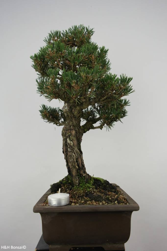 Pinus Thunbergii Bonsai
