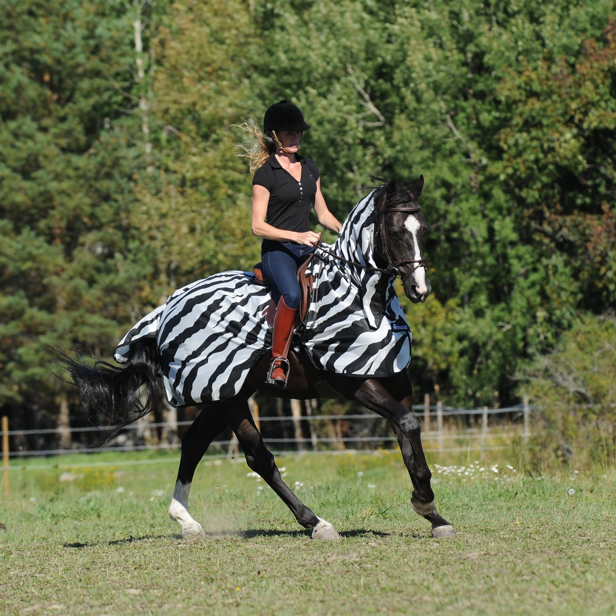 Buzz-Off Riding Zebra - Bucas