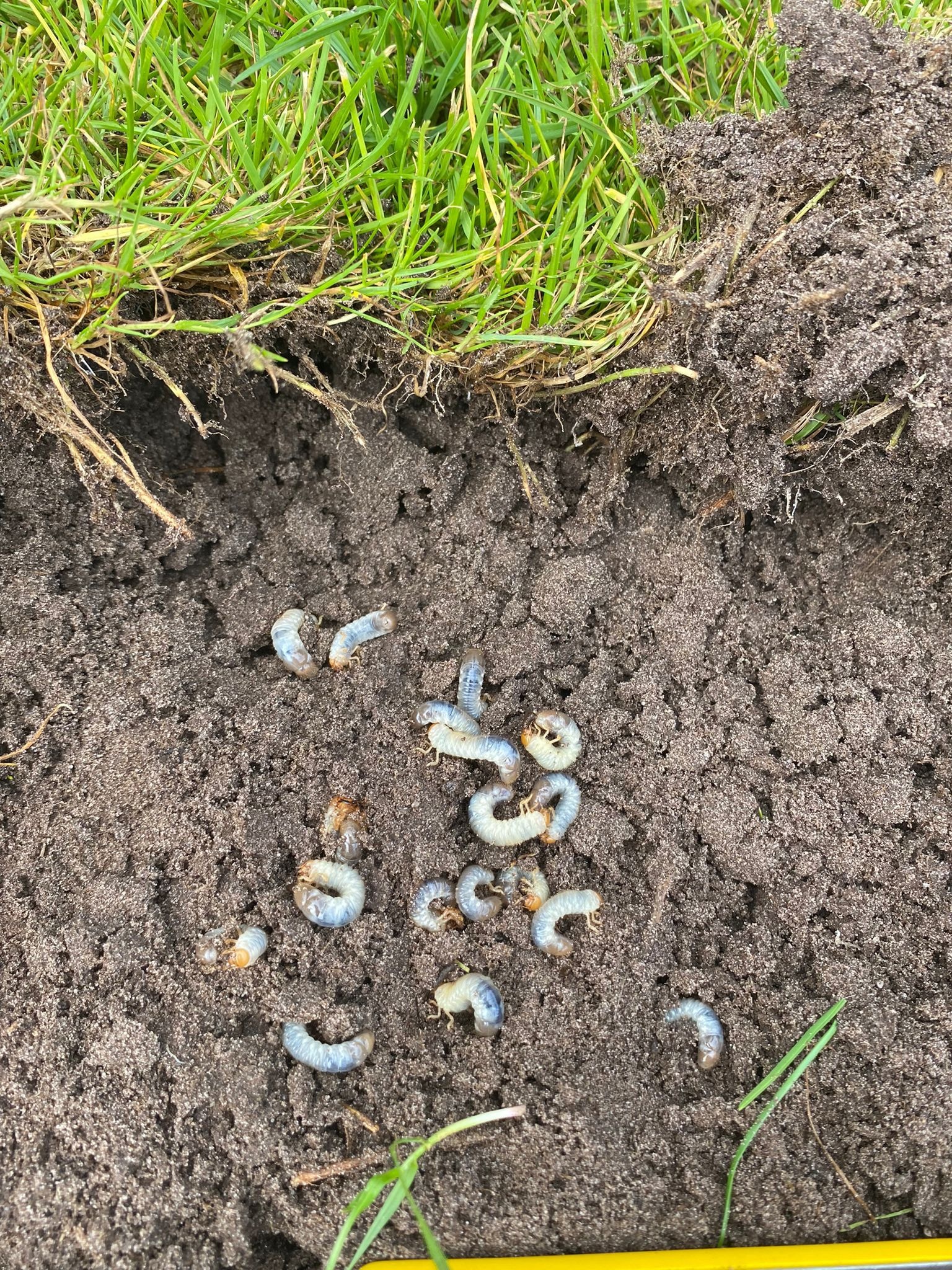 Wat kun je doen! En hoe kun je engerlingen en emelten voorkomen ...