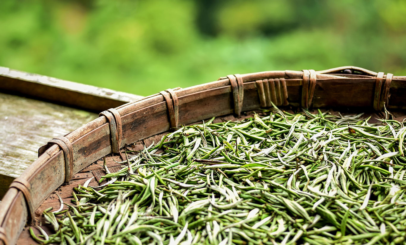 Eleven benefits of Organic White Tea for your health