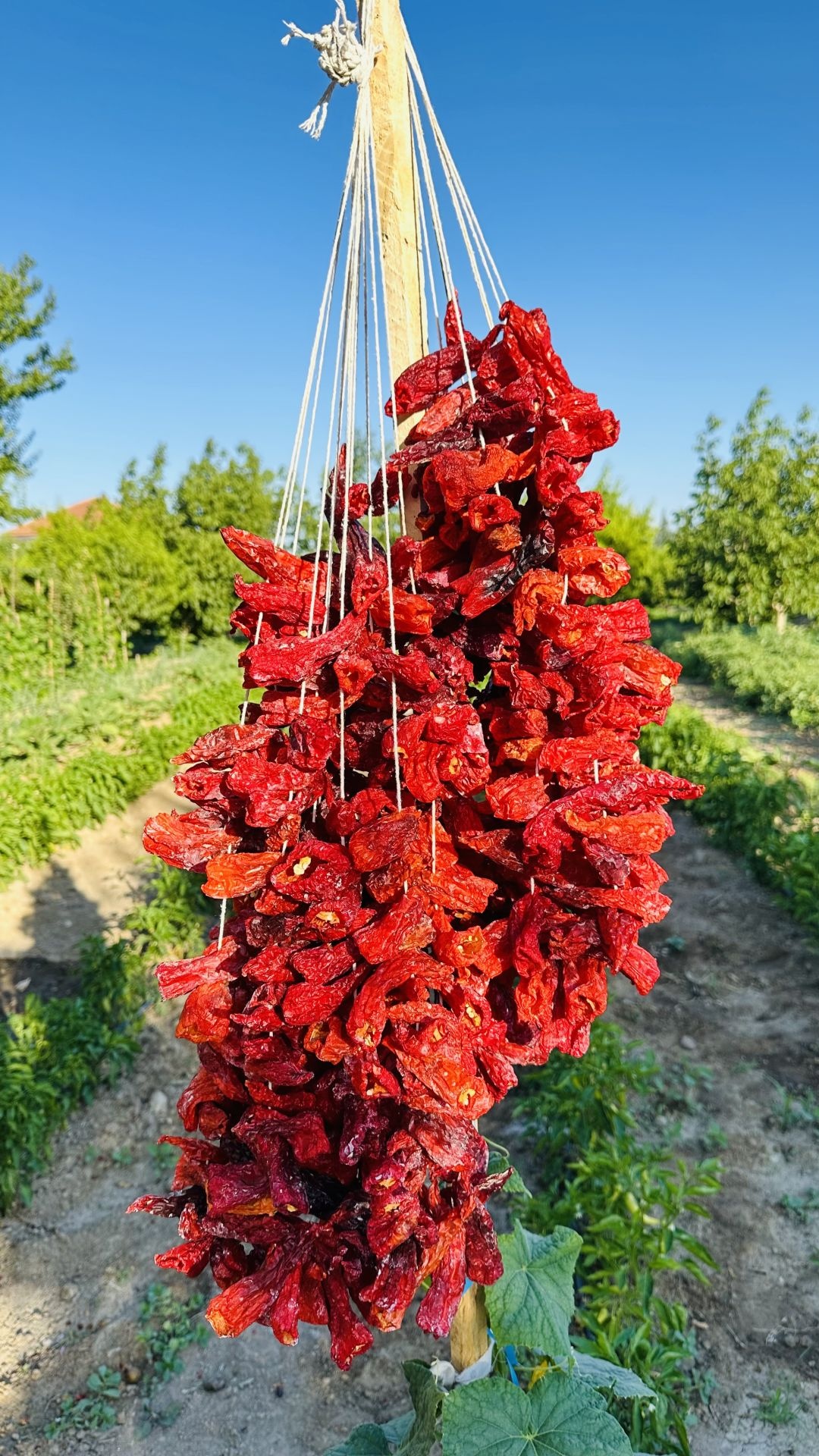 Dried Bell Pepper - KudoMarkt