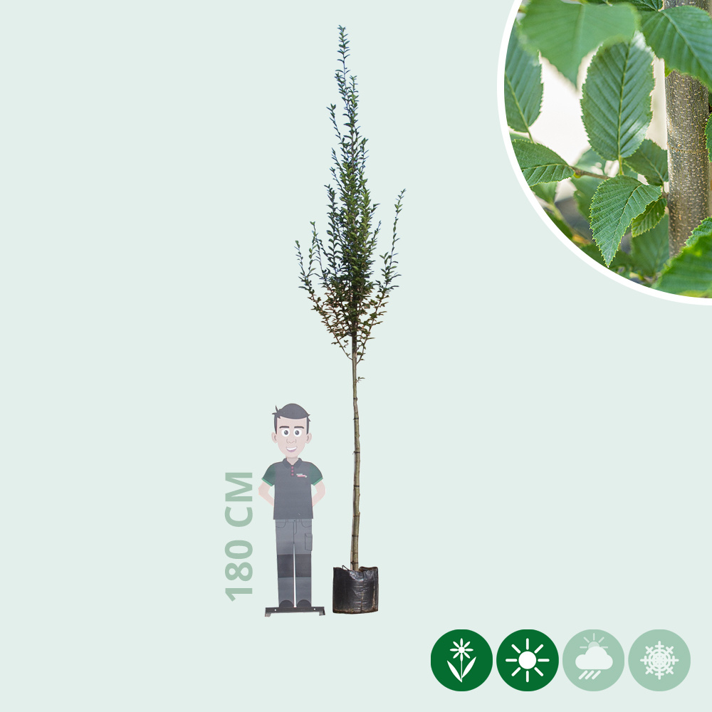 Carpinus betulus 'Fastigiata' | Zuilhaagbeuk | Laanboom Wortelgoed - De Batterijen