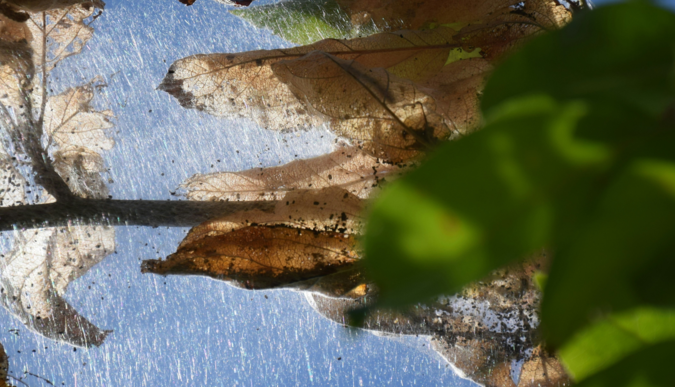 De fruitbomen en sierbomenspecialist uit Ochten - De Batterijen