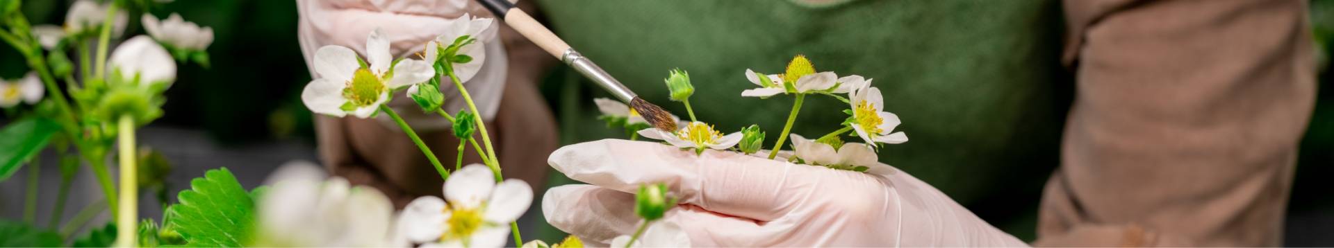 Bestuivingslijsten - De Batterijen