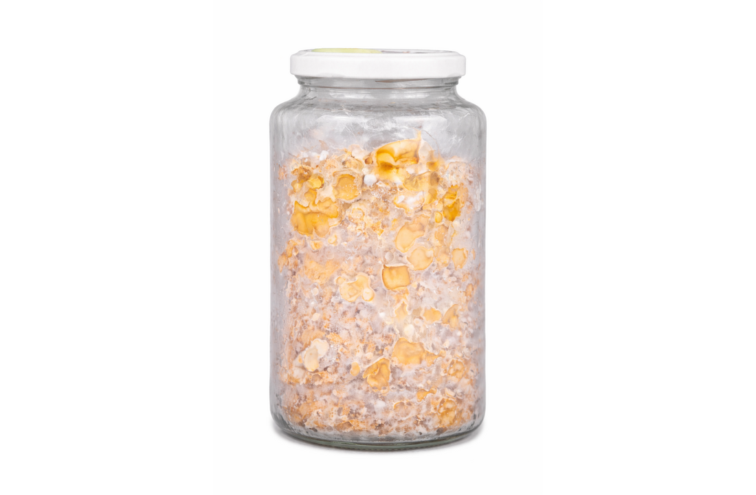 Magic Truffle Jar – Grow your own magic truffles easily at home ...