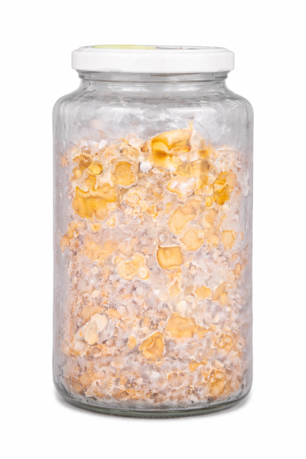 Magic Truffle Jar – Grow your own magic truffles easily at home ...