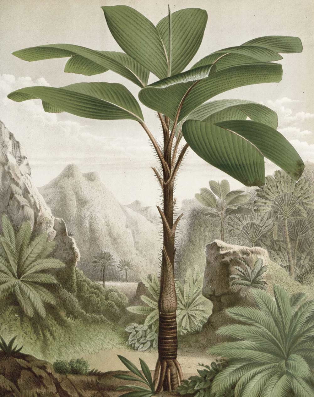 Behang Bananenboom van KEK Amsterdam PA-010 - KEK Amsterdam