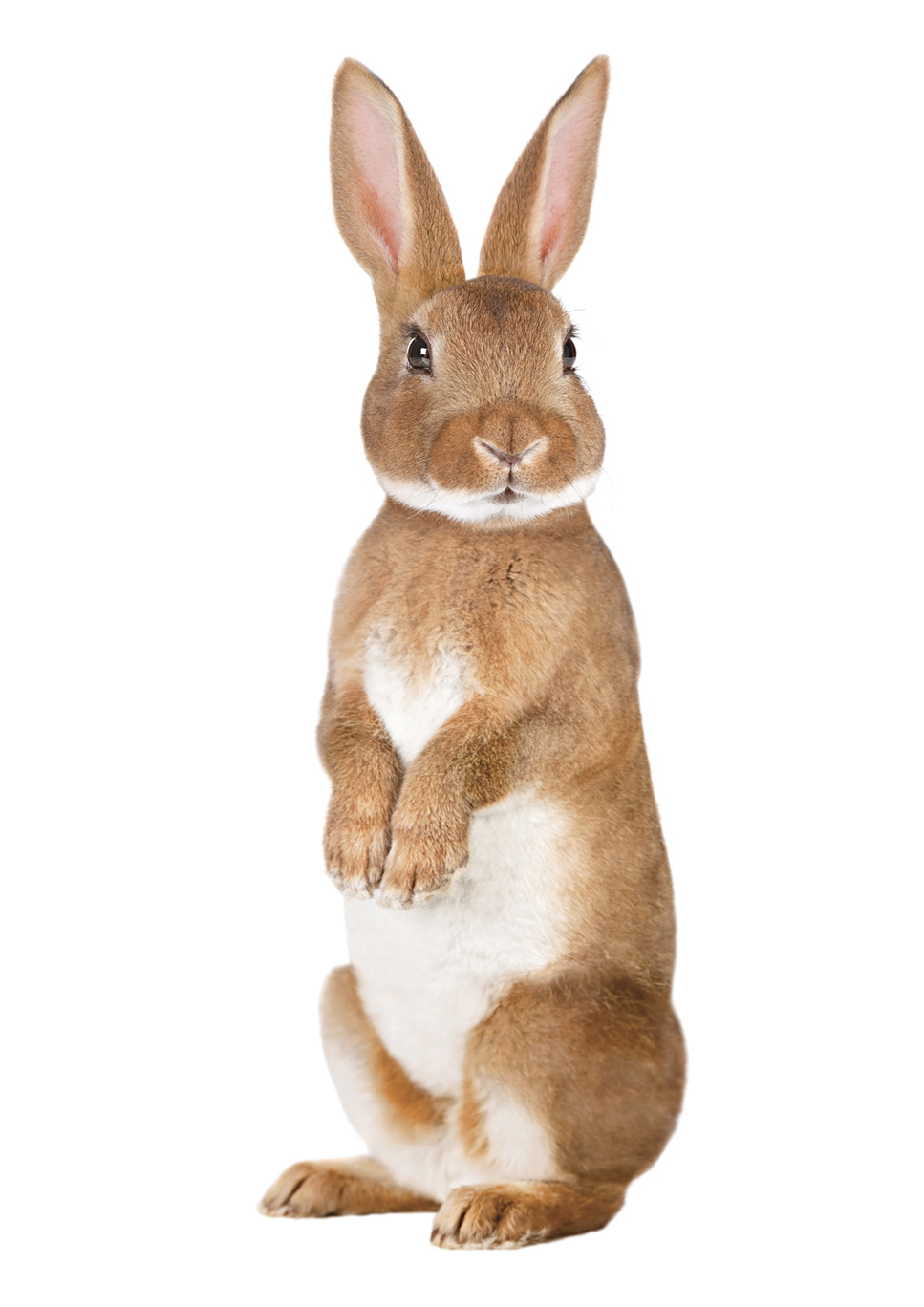 Muursticker Rabbit, 12 x 32 cm - KEK Amsterdam