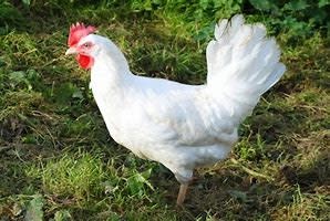 Witte legkip - De Hagendoorn bv Peer