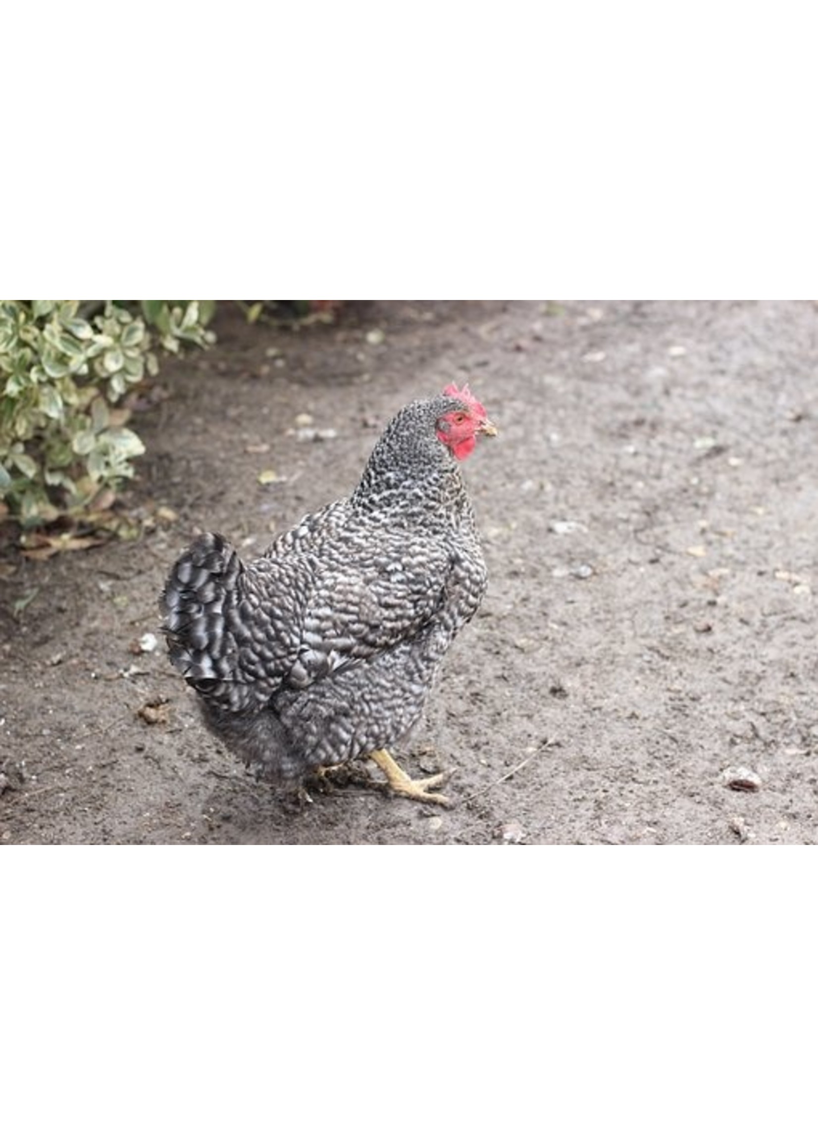 Mechelse koekoek legkip - De Hagendoorn bv Peer