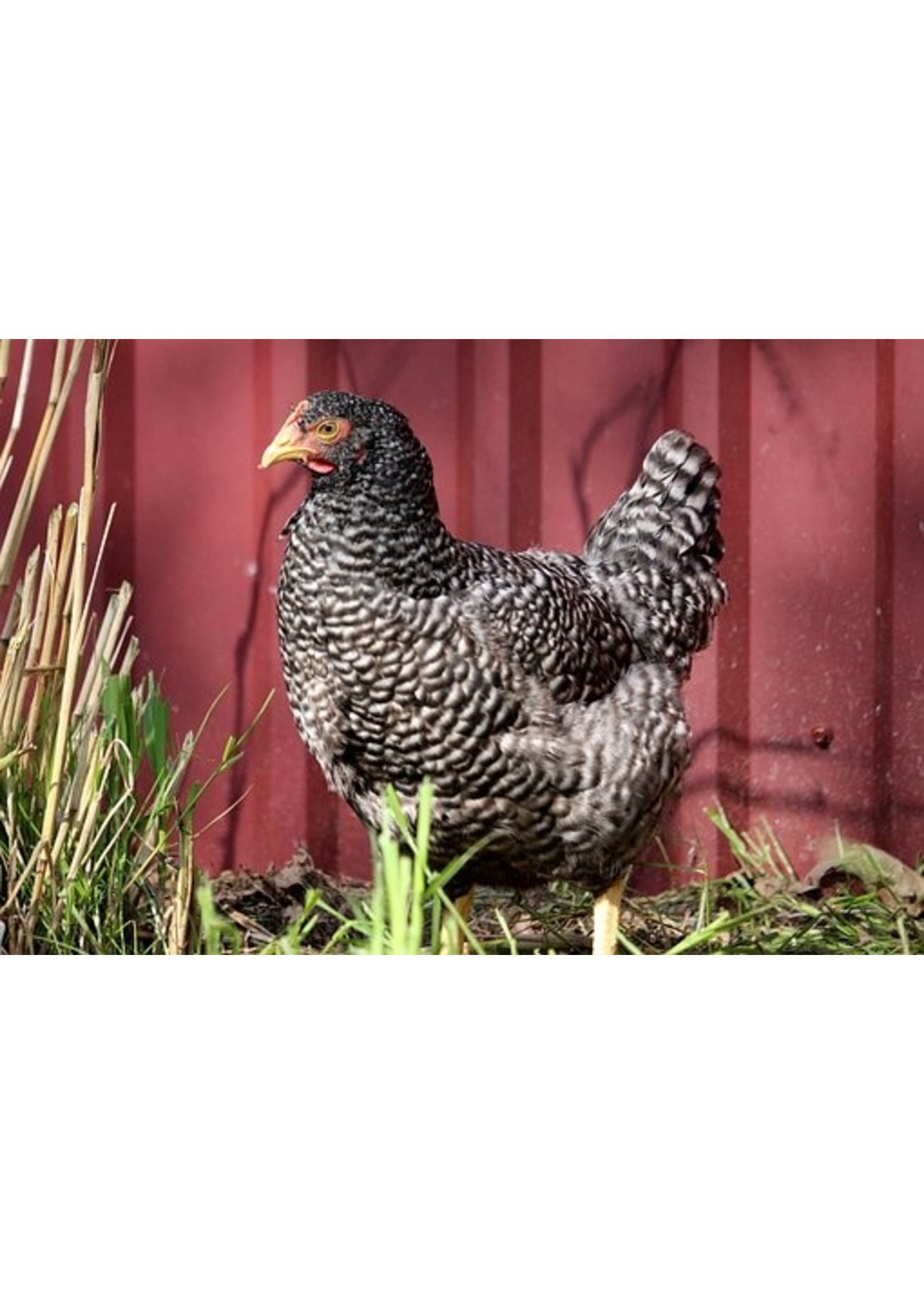 Mechelse koekoek legkip - De Hagendoorn bv Peer