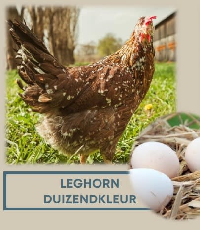 Kip met gekleurde eieren Leghorn Duizendkleur - De Hagendoorn bv Peer