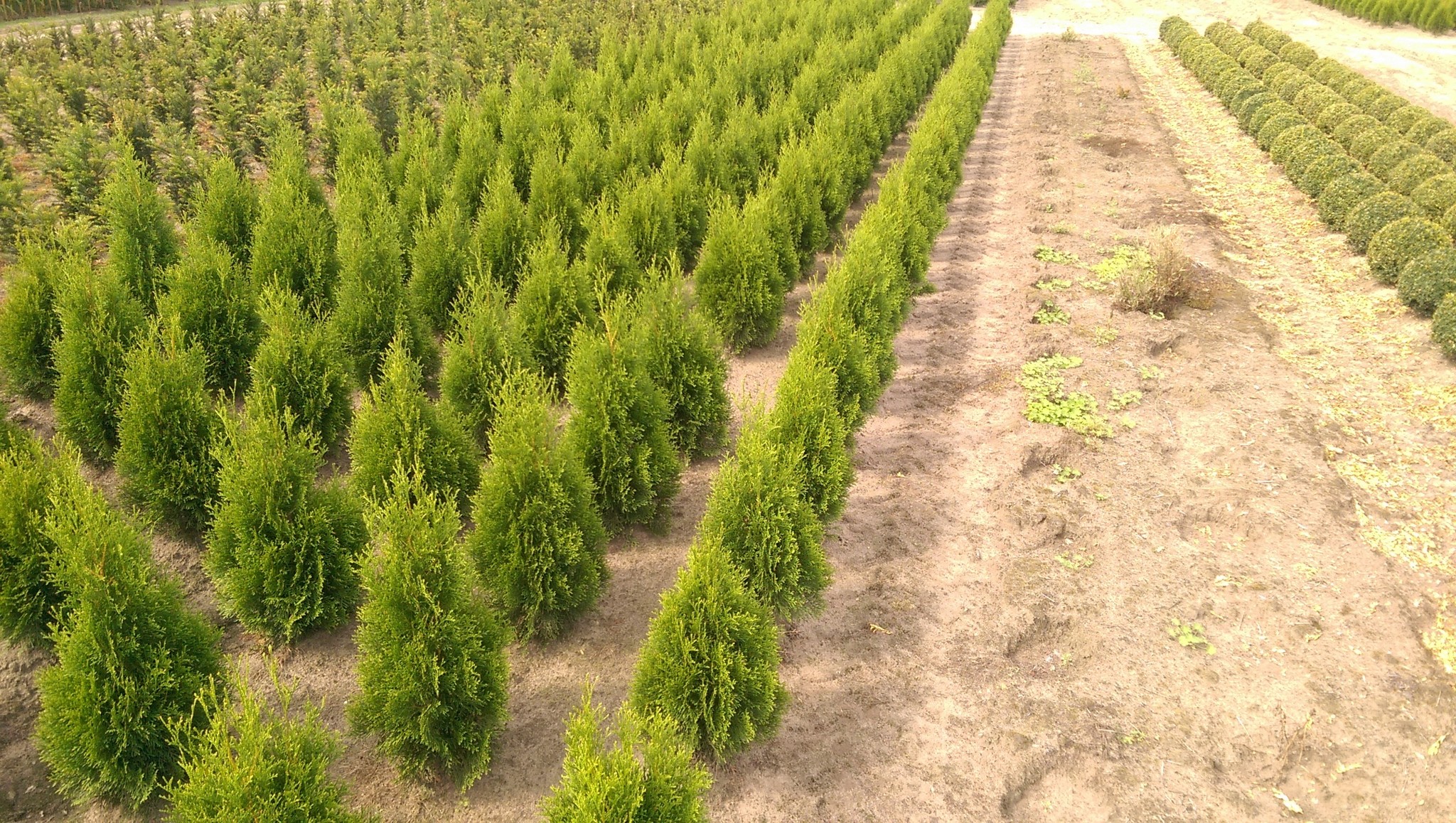 Thuja Smaragd Rotklump 80 CM - Scandiaplants