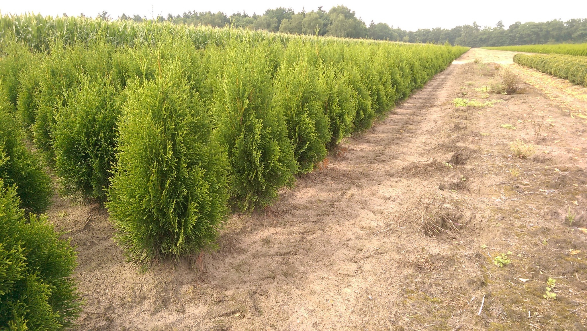 Thuja Smaragd Rotklump 150 CM - Scandiaplants