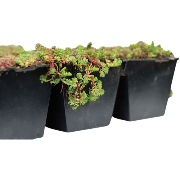 Sedumdak kopen? Sedumdak vanaf 24,95 per M2 - Simply Sedum B.V.