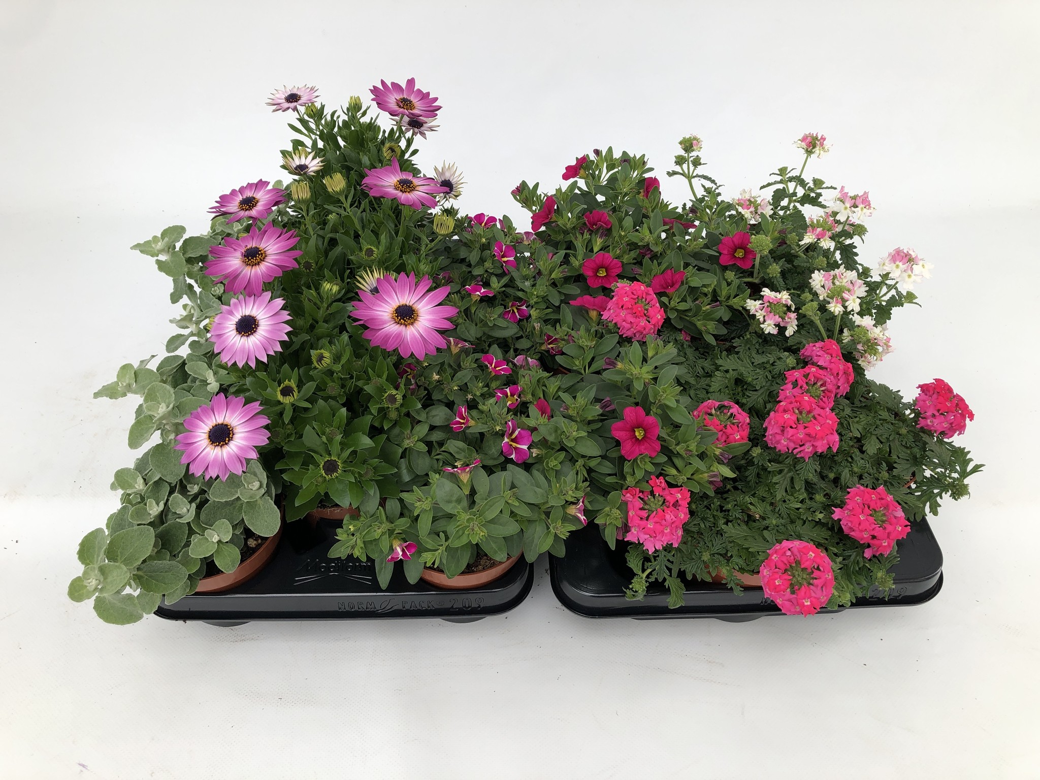 Millennium Pink - 18 stuks - Perkplantenwinkel.nl