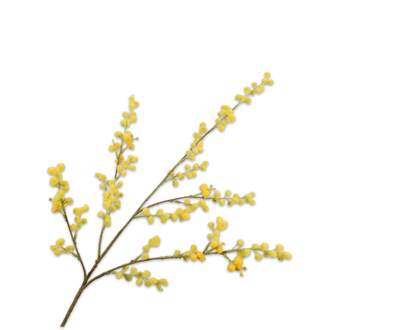 Silk-Ka MIMOSA TAK GEEL 75 cm - Kloosterhuis Wonen en Cadeaus