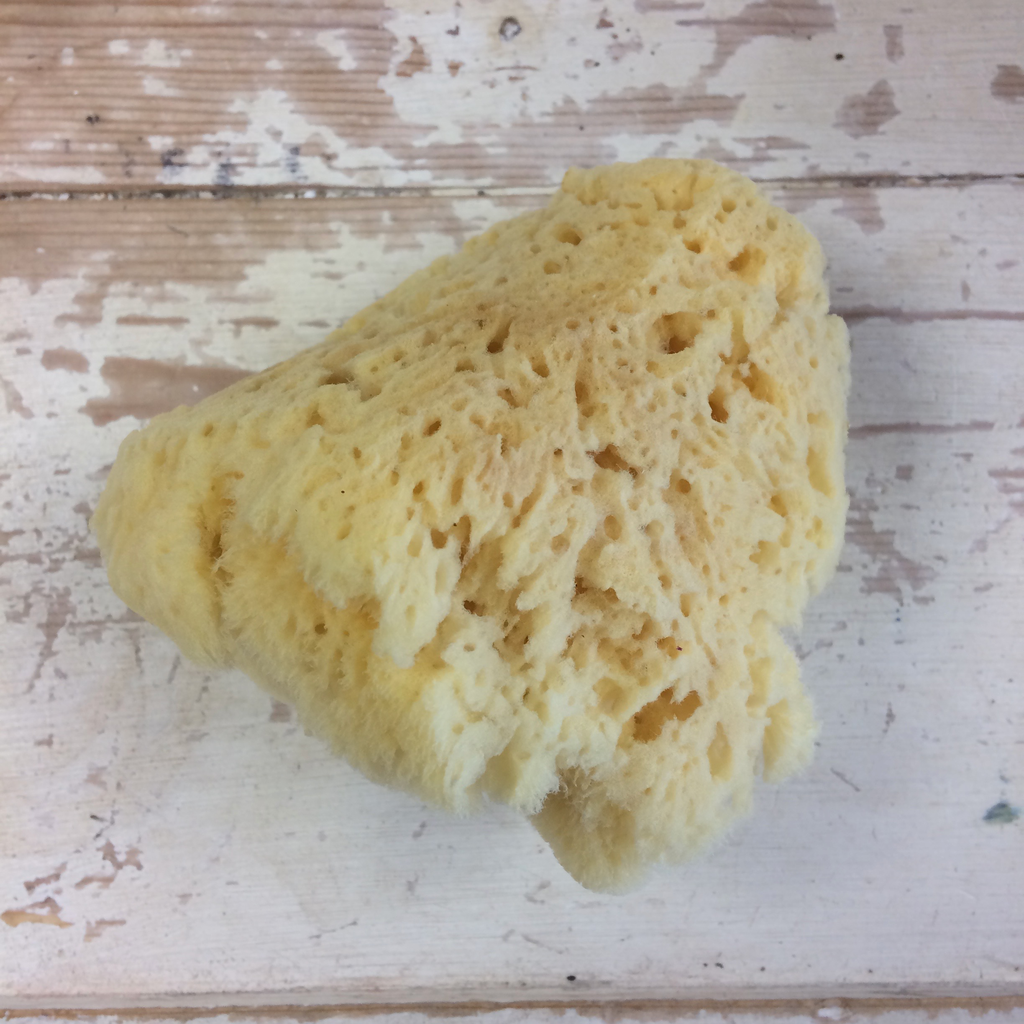 extra large natural sponge - Bluematchbox Potters Supplies Ltd