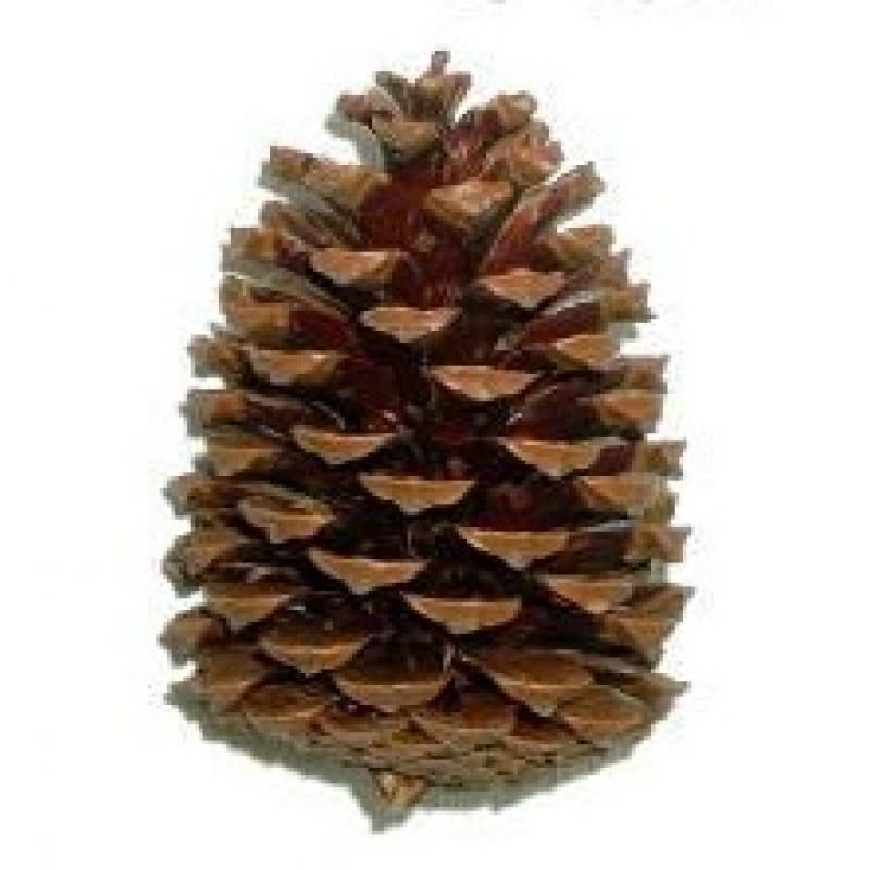 Dennenappel groot - D-tails