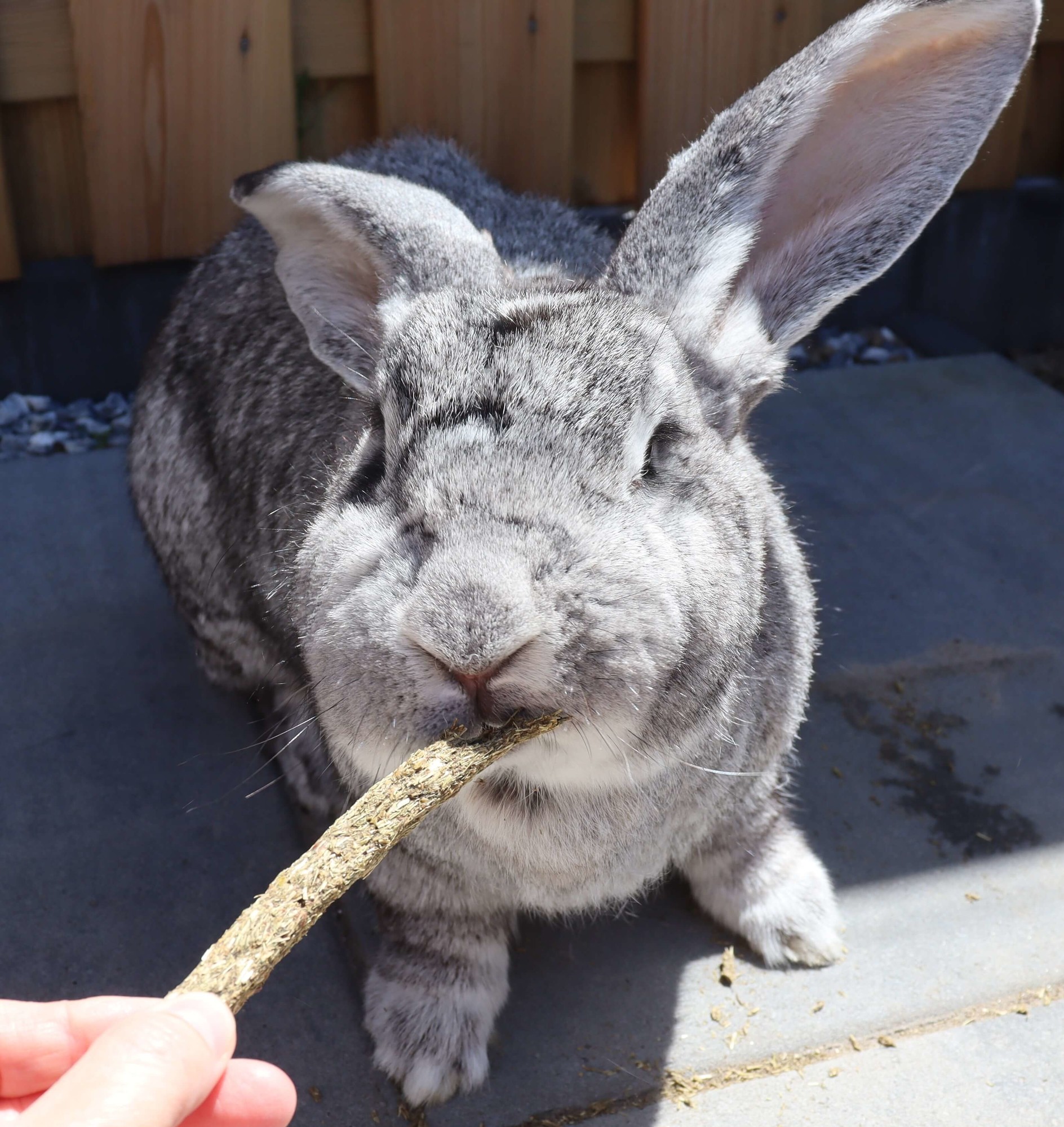 Supreme Fibafirst rabbit - 2 kilo - D-tails
