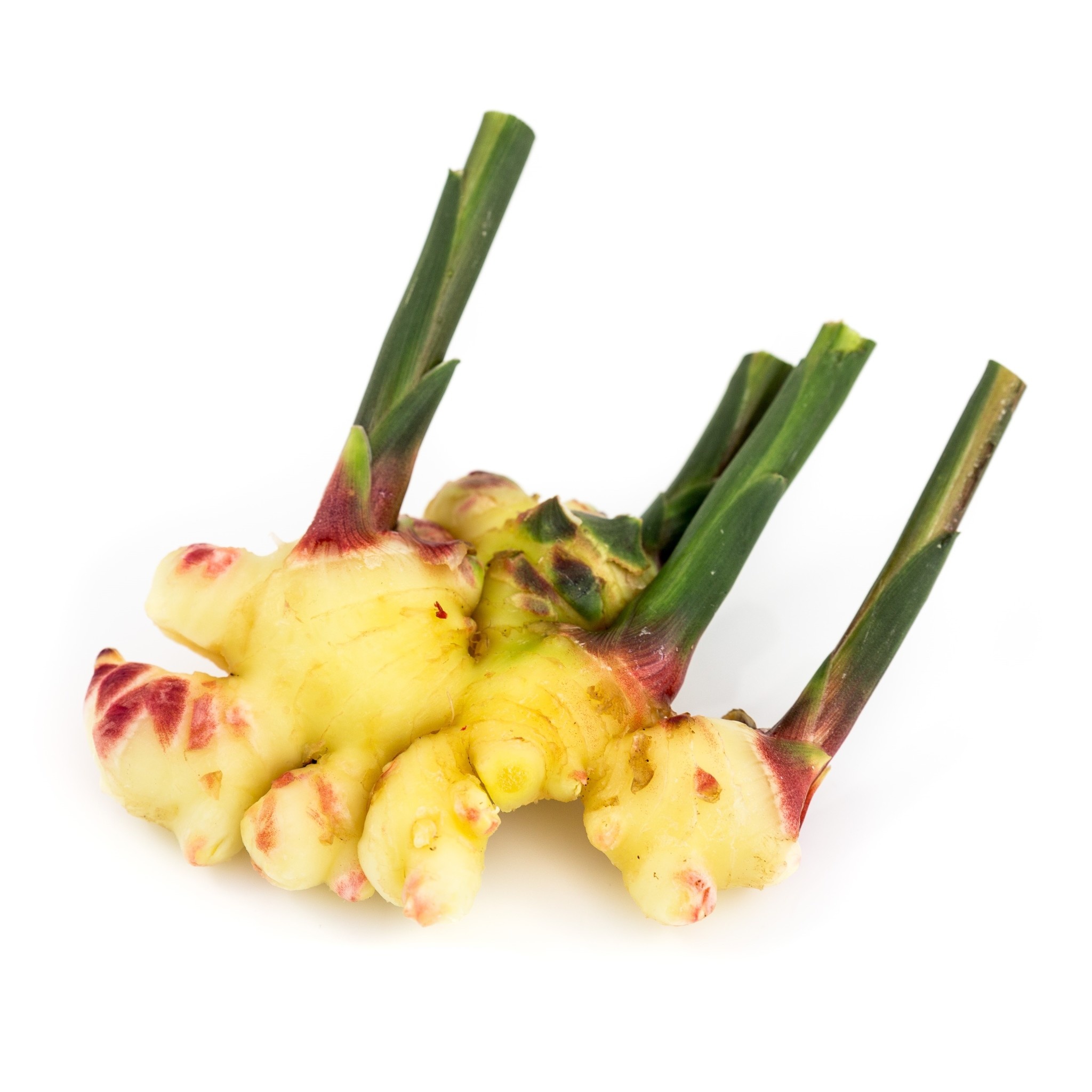 Dutch fresh Ginger - Dutch Wasabi