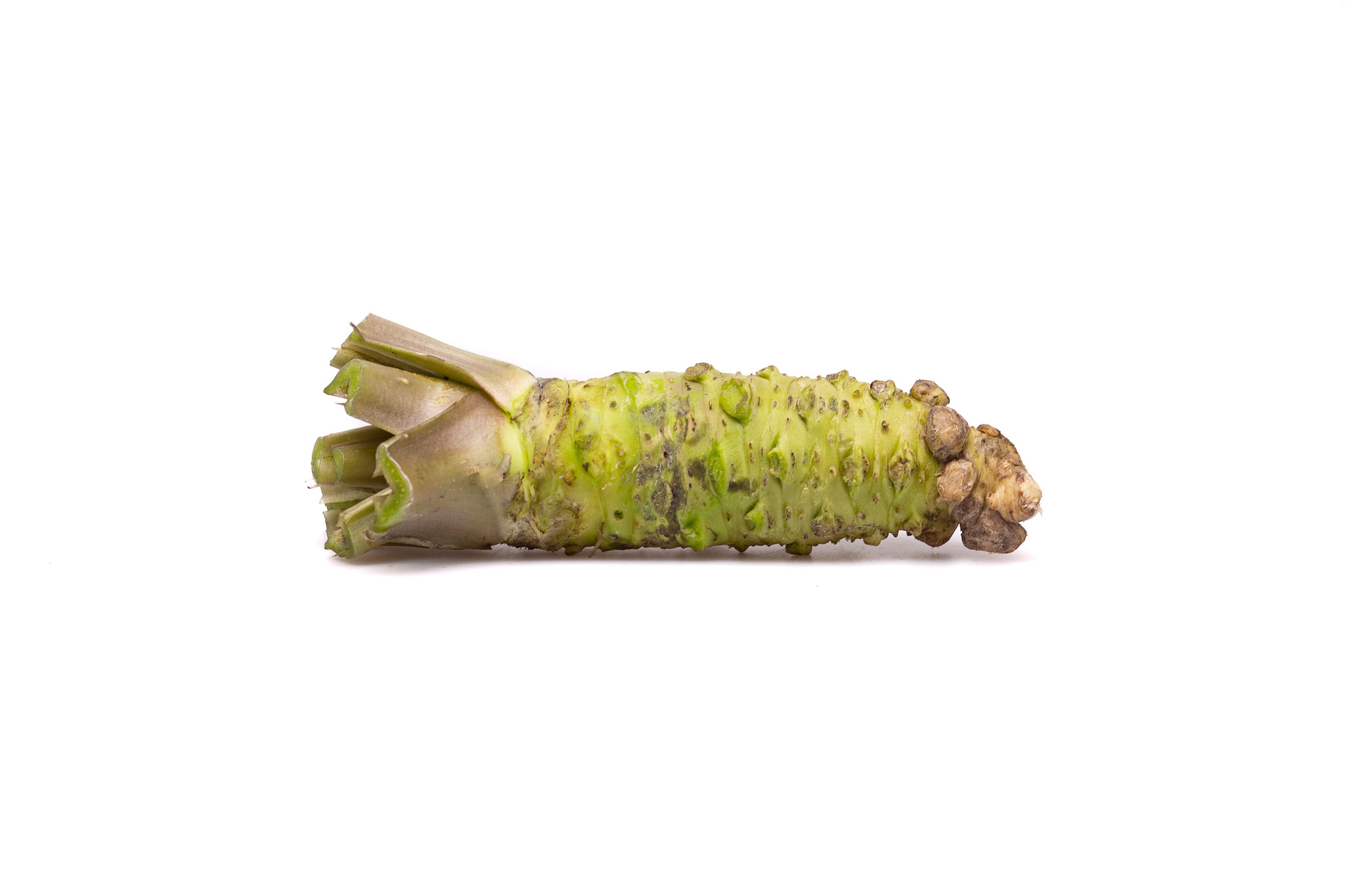 Fresh Wasabi Rhizome - Dutch Wasabi