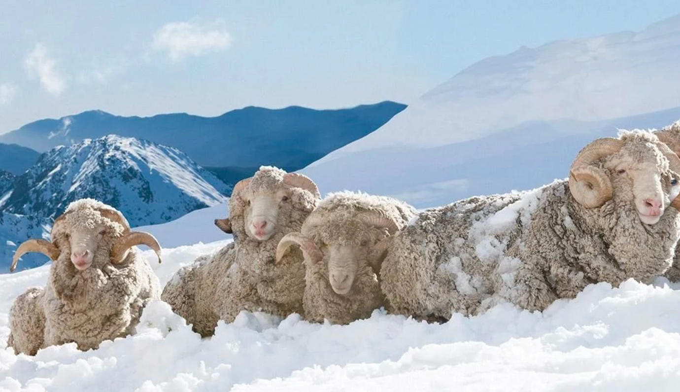 10 leuke weetjes over merino wol - merinosokken.nl