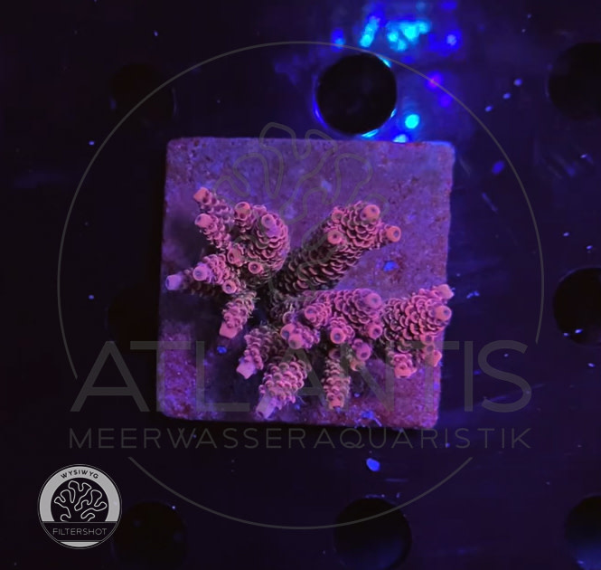 Indonesien 042 - Acropora - ATLANTIS Meerwasseraquaristik