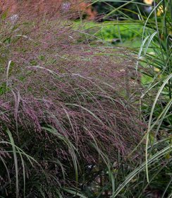 Panicum