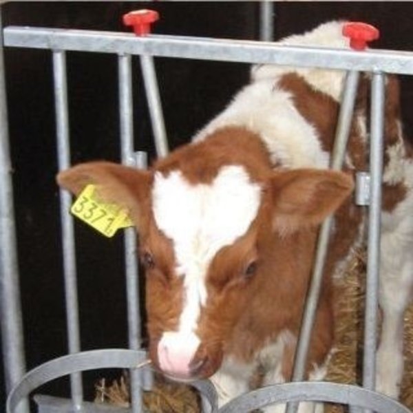 Kalveriglo ofwel kalverhutten en hokken voor huisvesting van kalveren ...