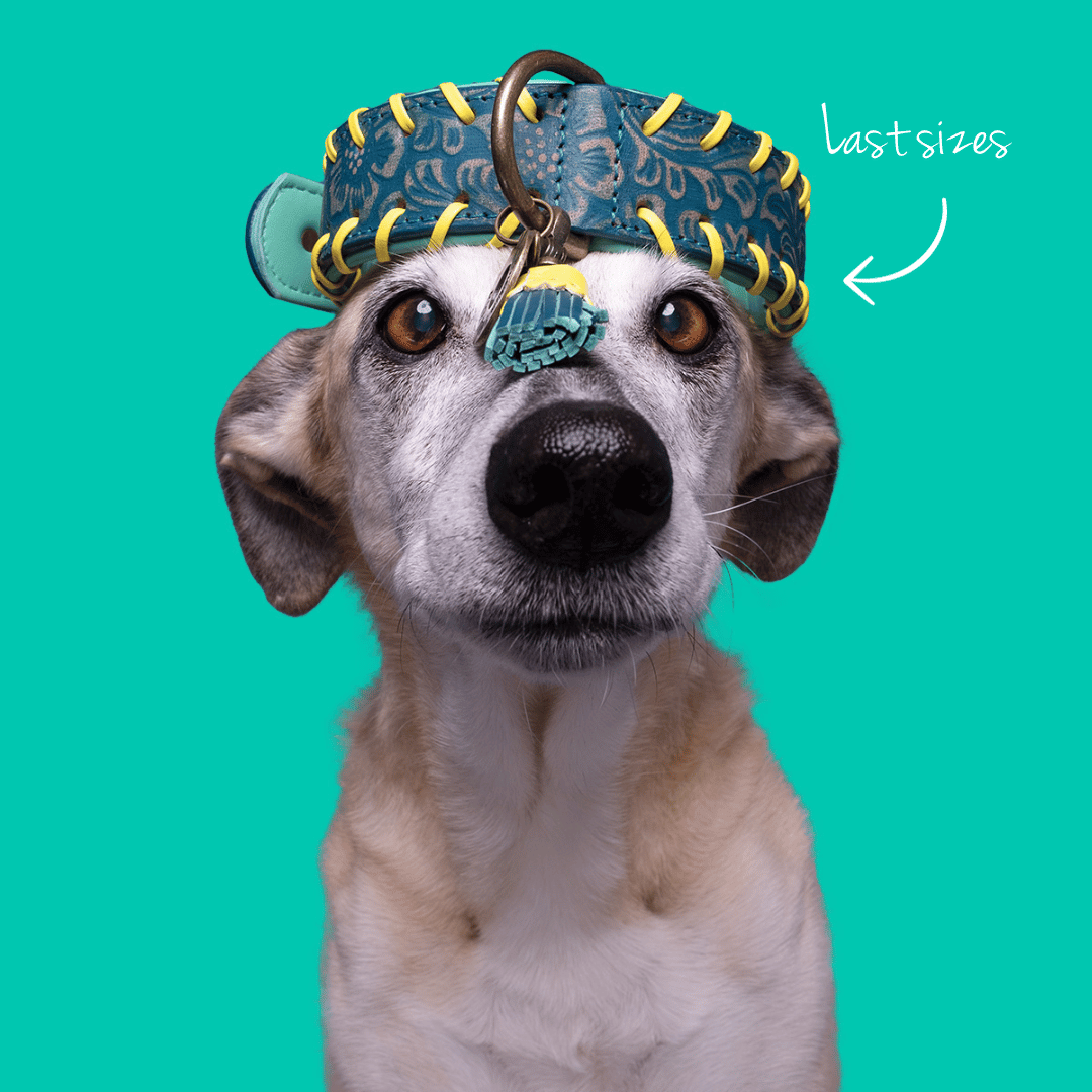 Jack Collier pour chien - Dog with a Mission - Dog with a Mission