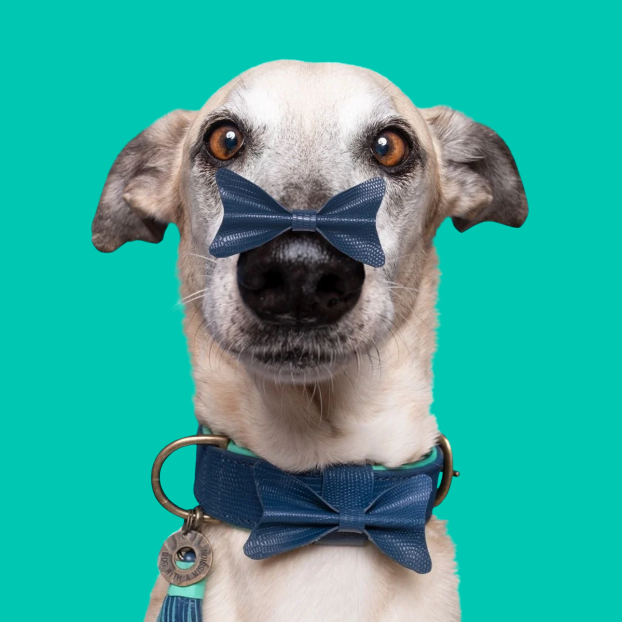 Dog with a Mission - Dog collar with bow Buster - Dog with a Mission