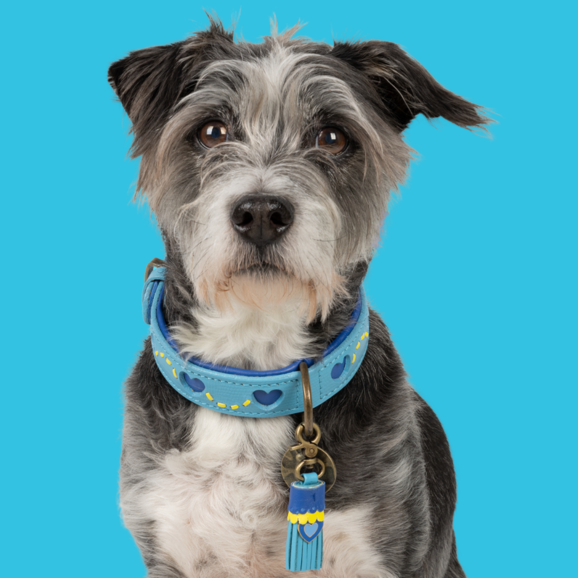 Leather Sky collar blue with hearts - Dog with a Mission