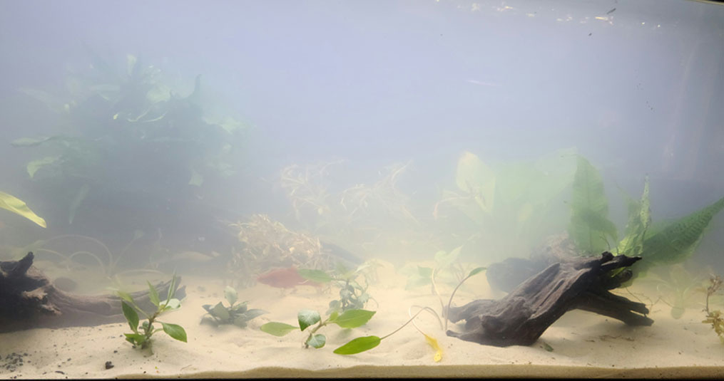 Witte waas in het aquarium, zo kom je er vanaf!