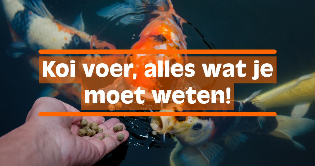 Koi Voer: Alles wat je moet weten!