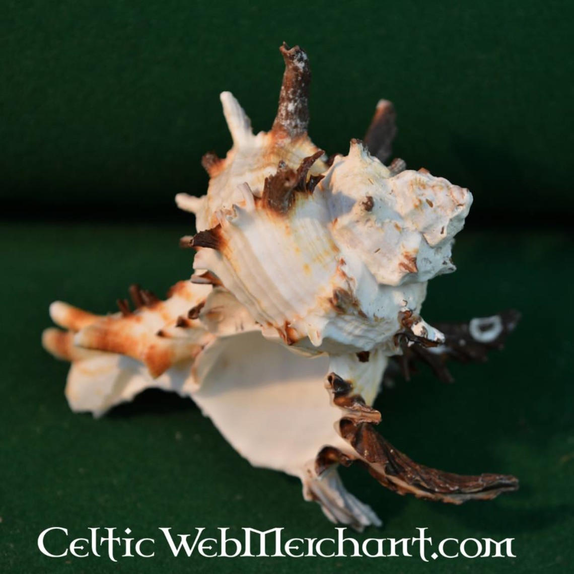 Dogwhelk - CelticWebMerchant.com