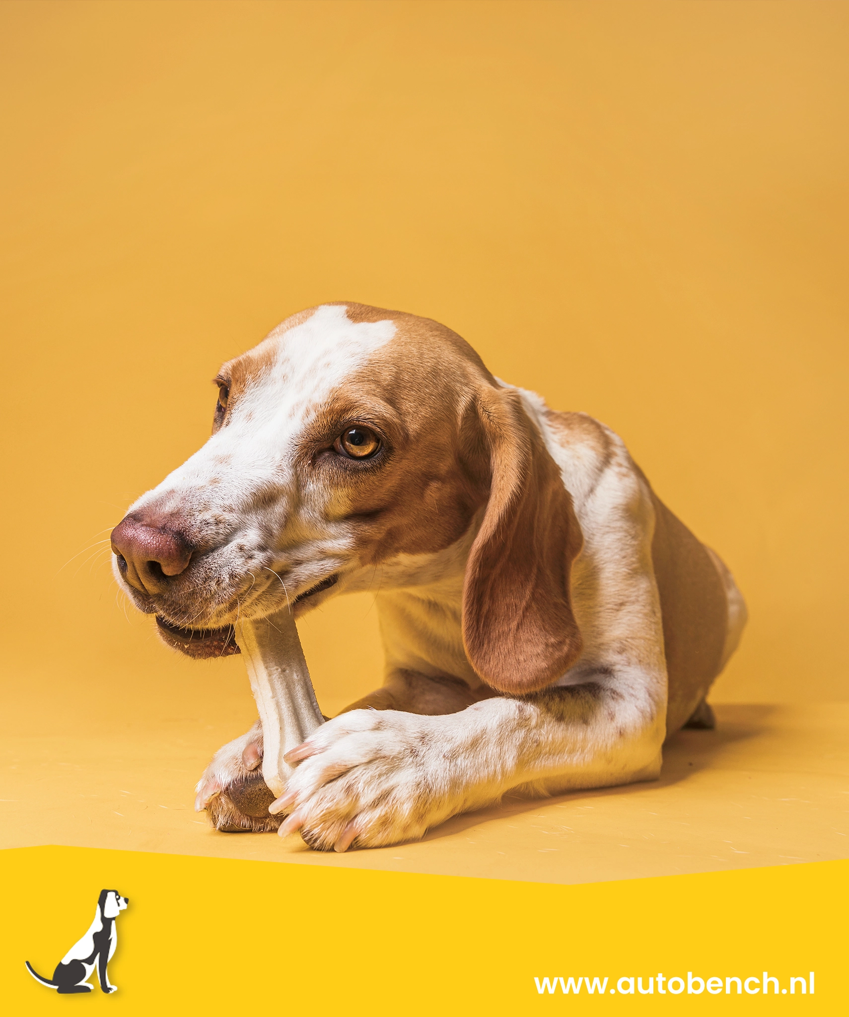 Waarom is kauwen op een bot zo goed voor een hond? - Autobench.nl