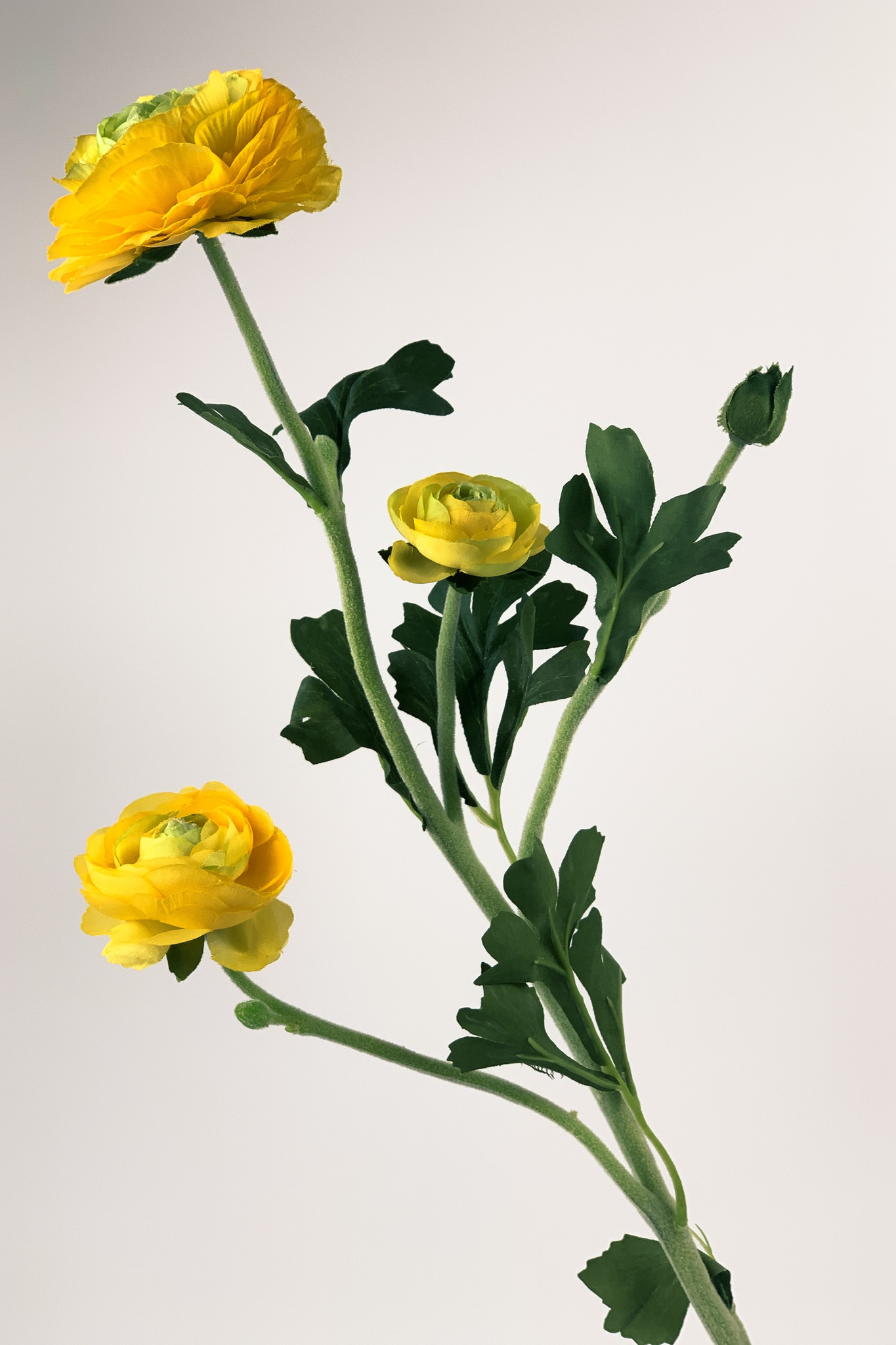 RANONKEL | GEEL | 65 CM | LEVERANCIER ZIJDEN BLOEMEN - Jim Jon