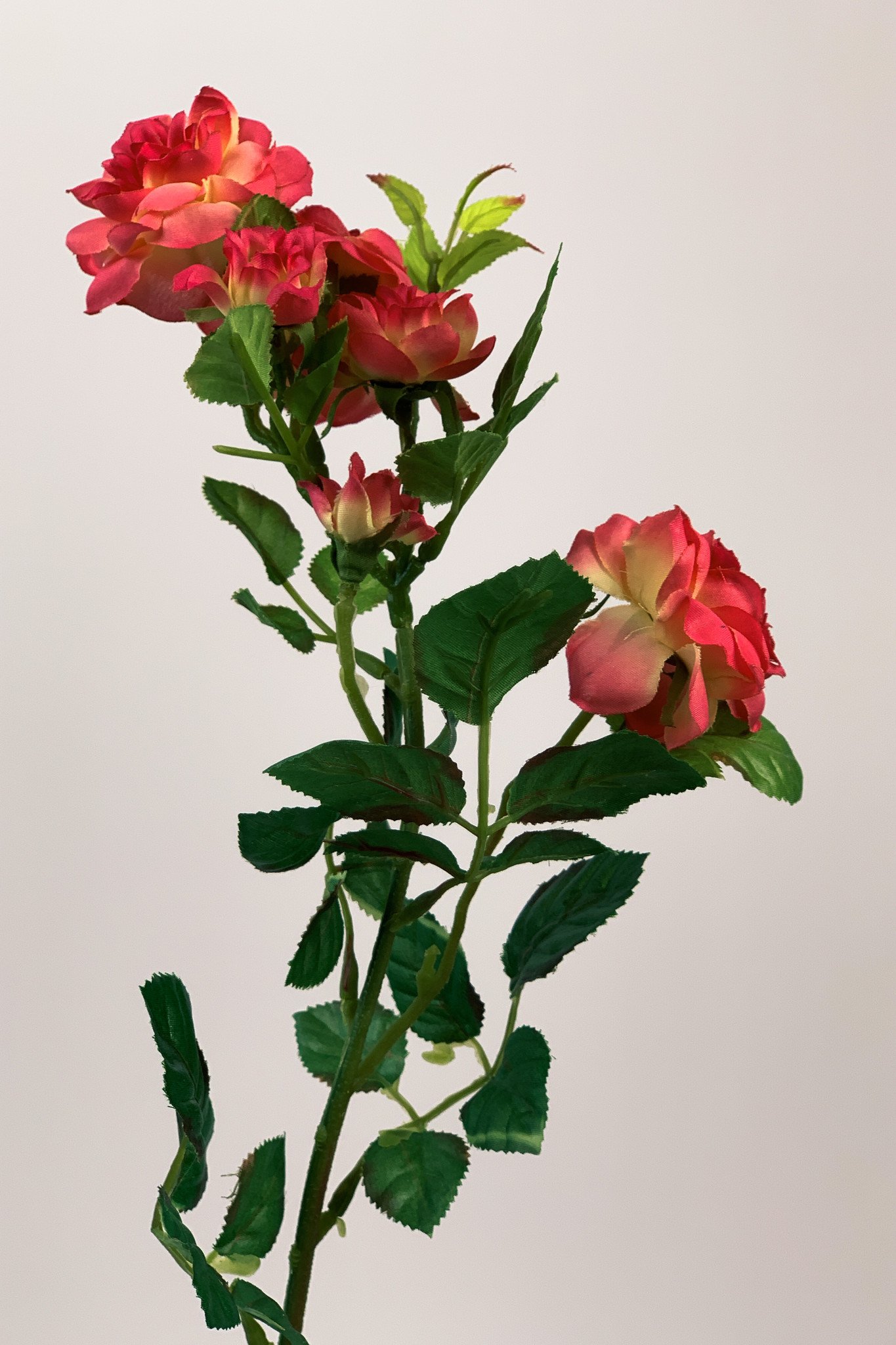 ROOS REBECCA | ROZE | 60 CM | JIM JON - Jim Jon