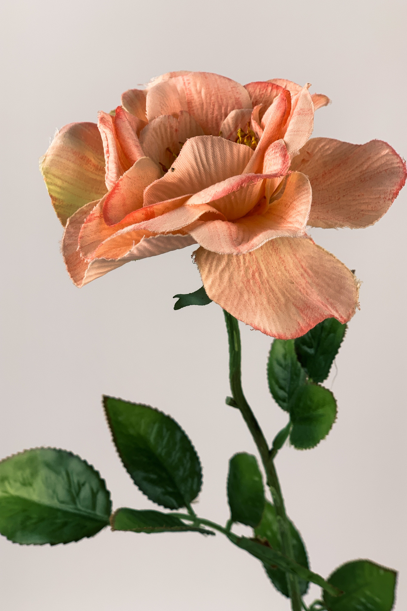 ROOS TEENY BOPPER | ZALMROSE | 67 CM | GROOTHANDEL IN ZIJDEN BLOEMEN ...