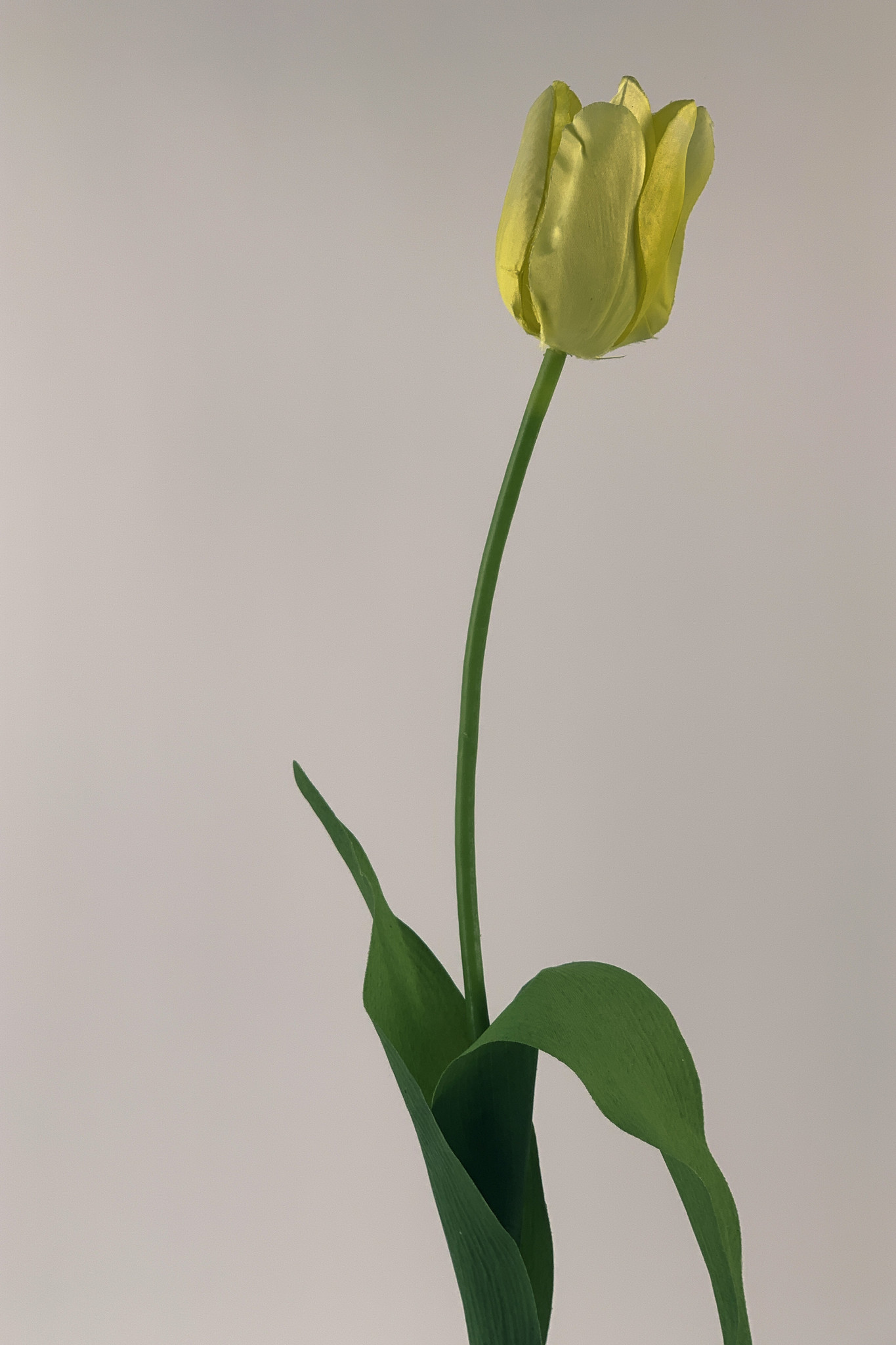 TULP MARILYN | GEEL | 68 CM | KUNST TULPEN VAN JIM JON - Jim Jon
