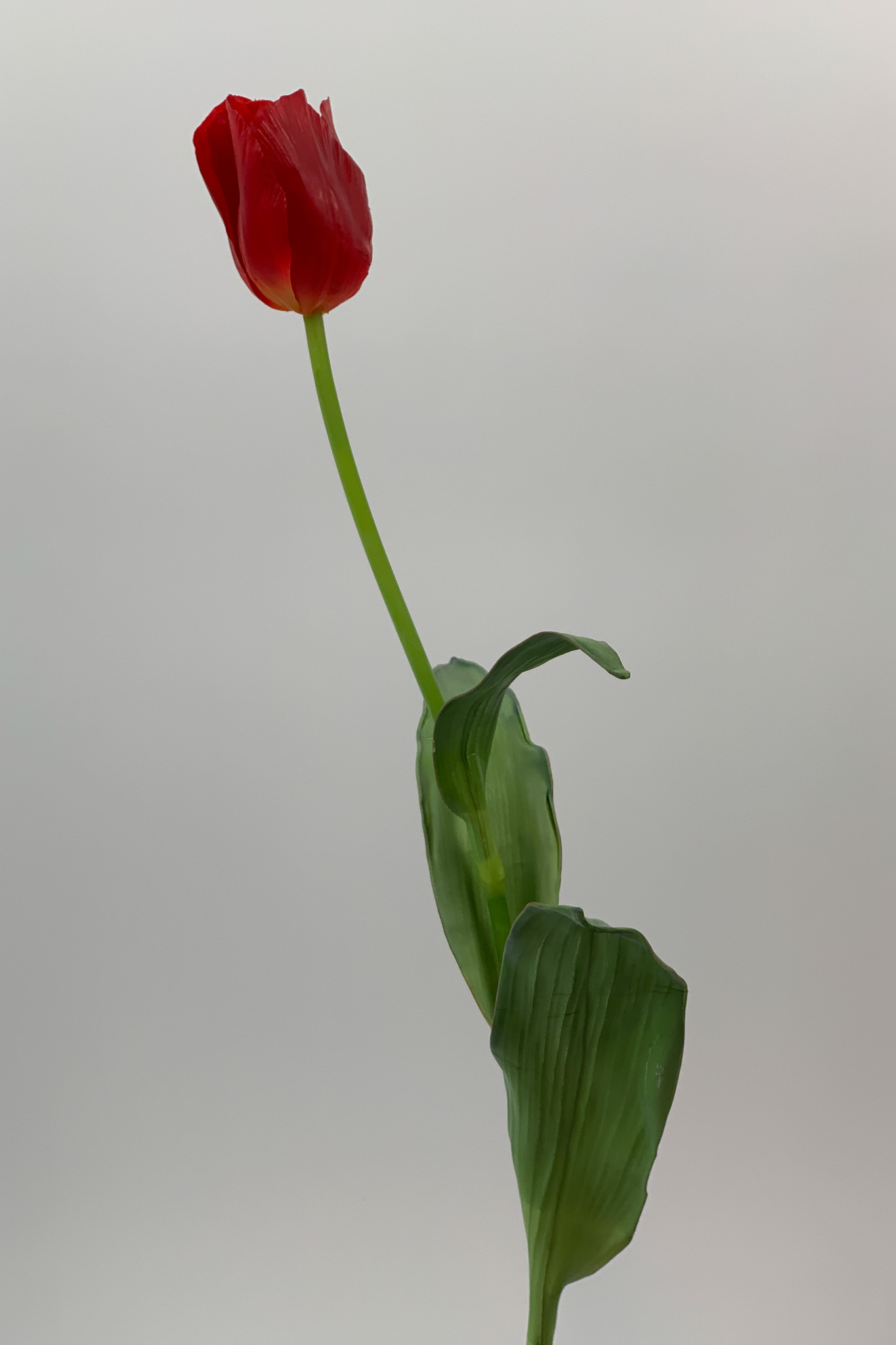 TULP FLAME| ROOD | 65 CM | RUIME COLLECTIE KUNST TULPEN - Jim Jon