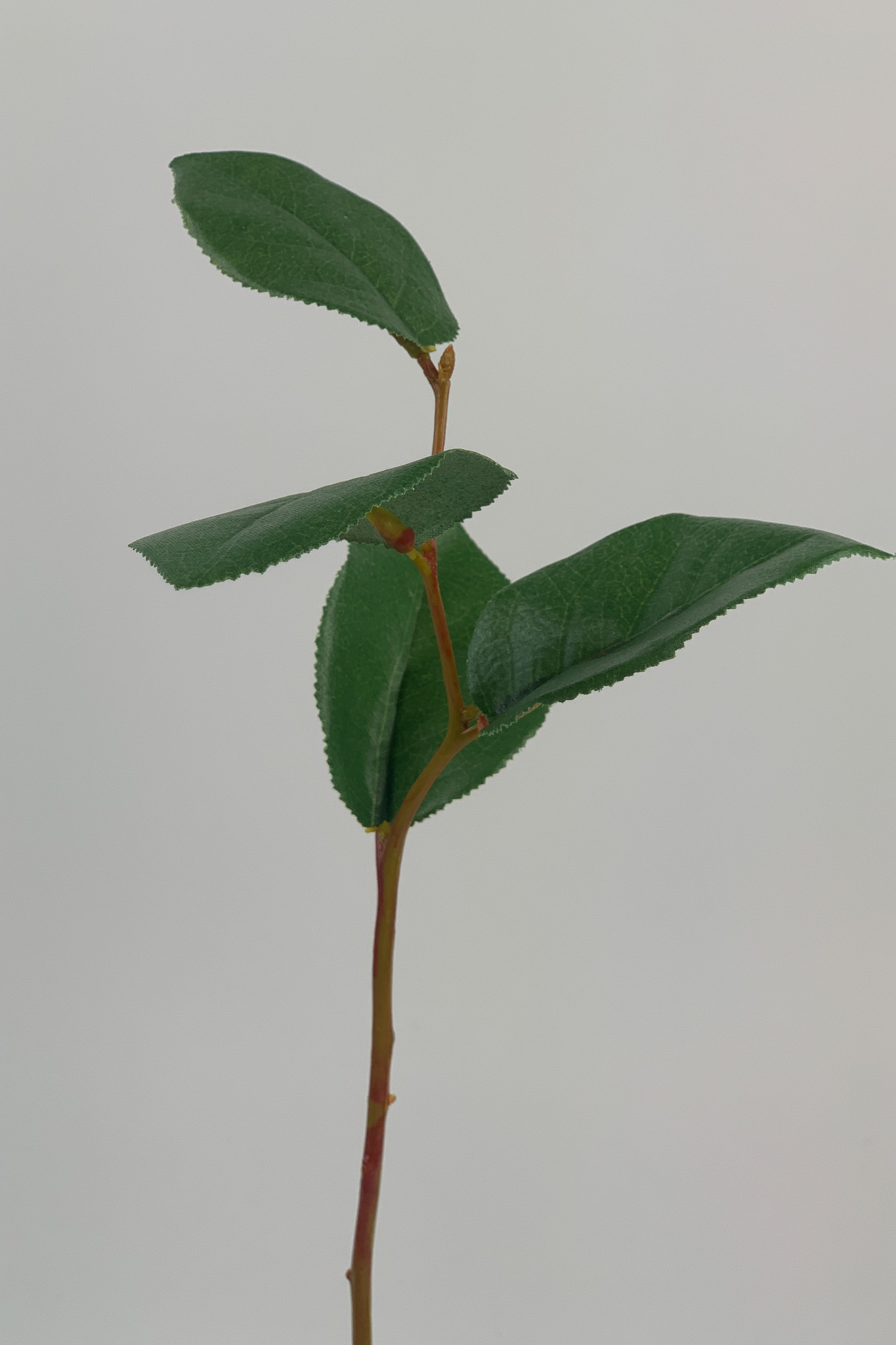 APPELBLAD | GROEN | 35 CM | KUNST APPELBLAD KORT GROOTHANDEL JIM JON ...