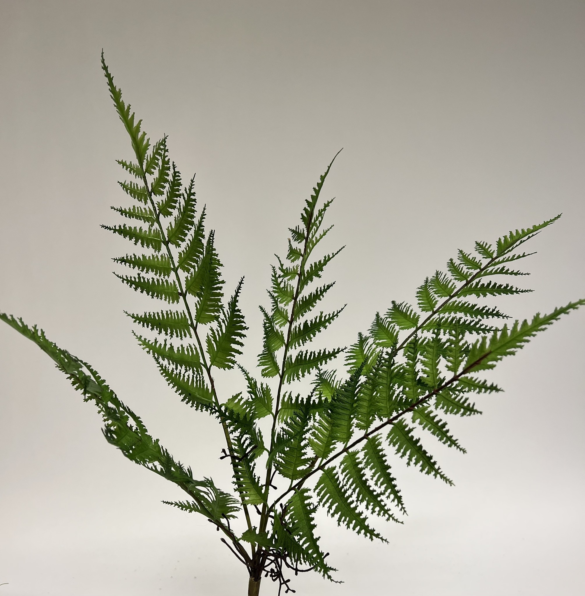 VAREN BOSJE | GROEN | 45 CM - Jim Jon