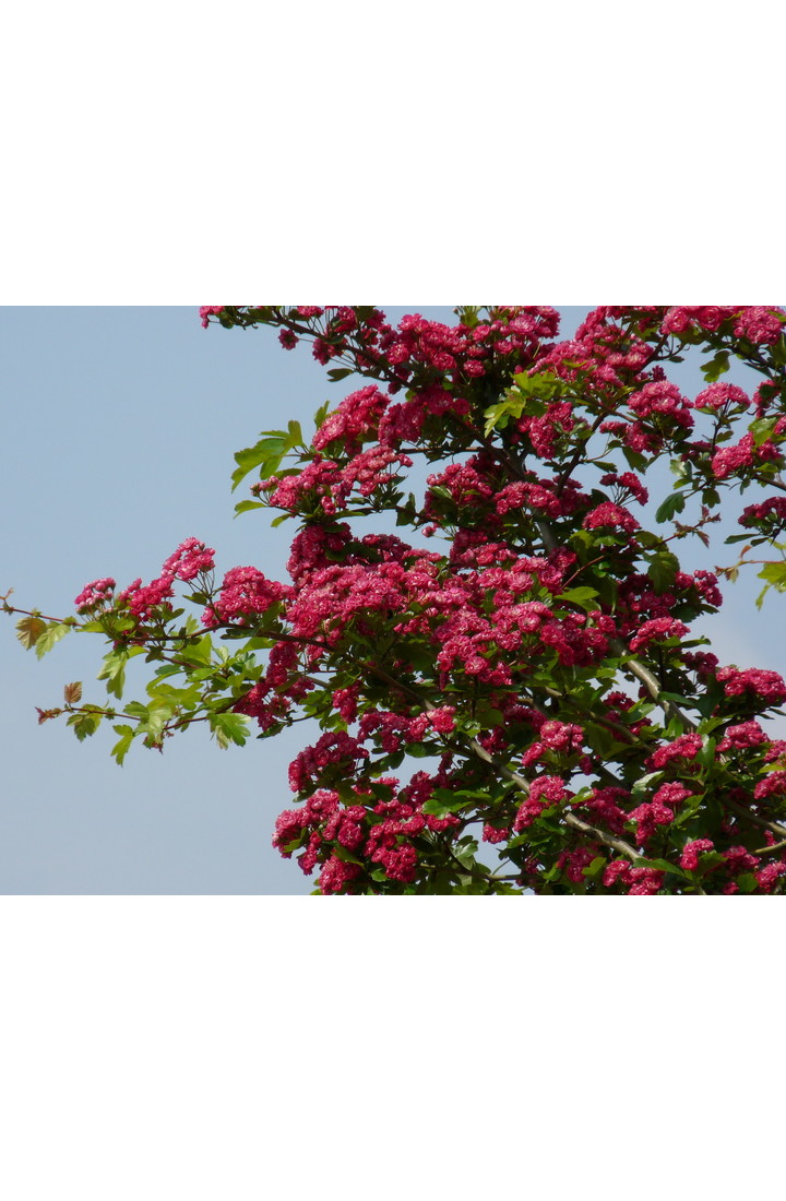 Crataegus media 'Paul's Scarlet' | L' Aubépine Rouge | Chlori